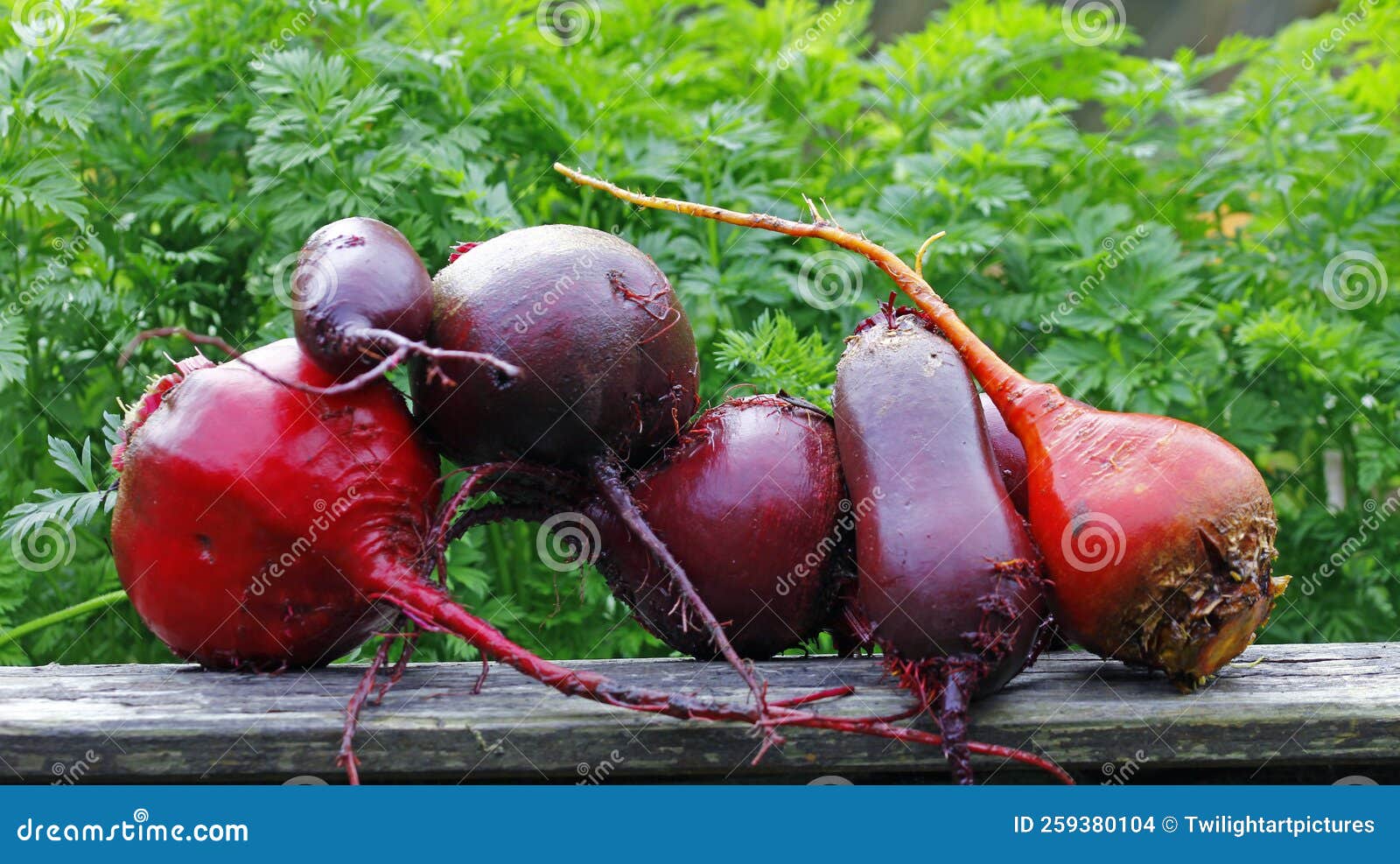 Beet Root Vegetables, Washed for Further Processing Stock Photo - Image ...