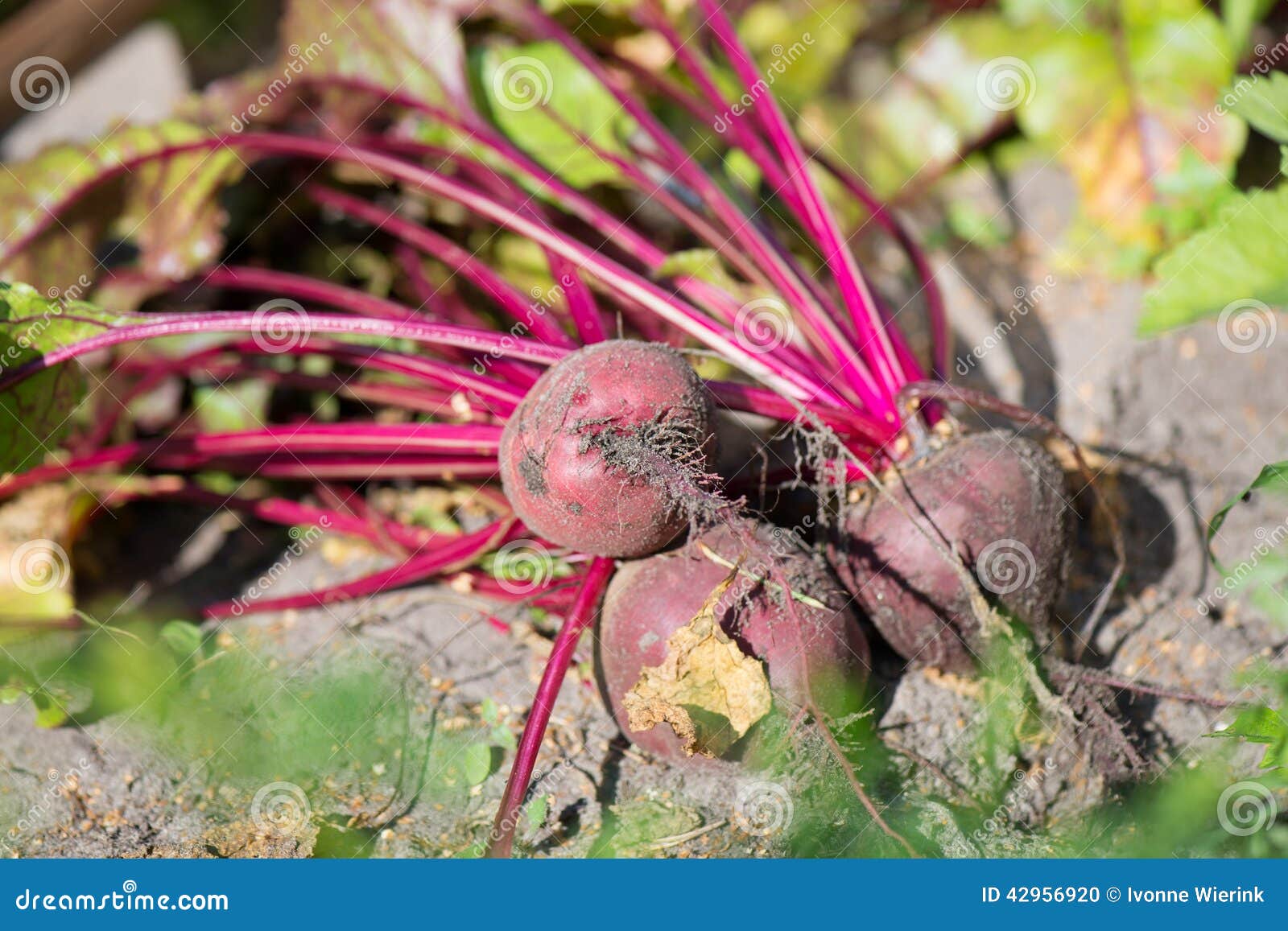 Beet roots in garden stock photo. Image of sunshine, ripe - 42956920