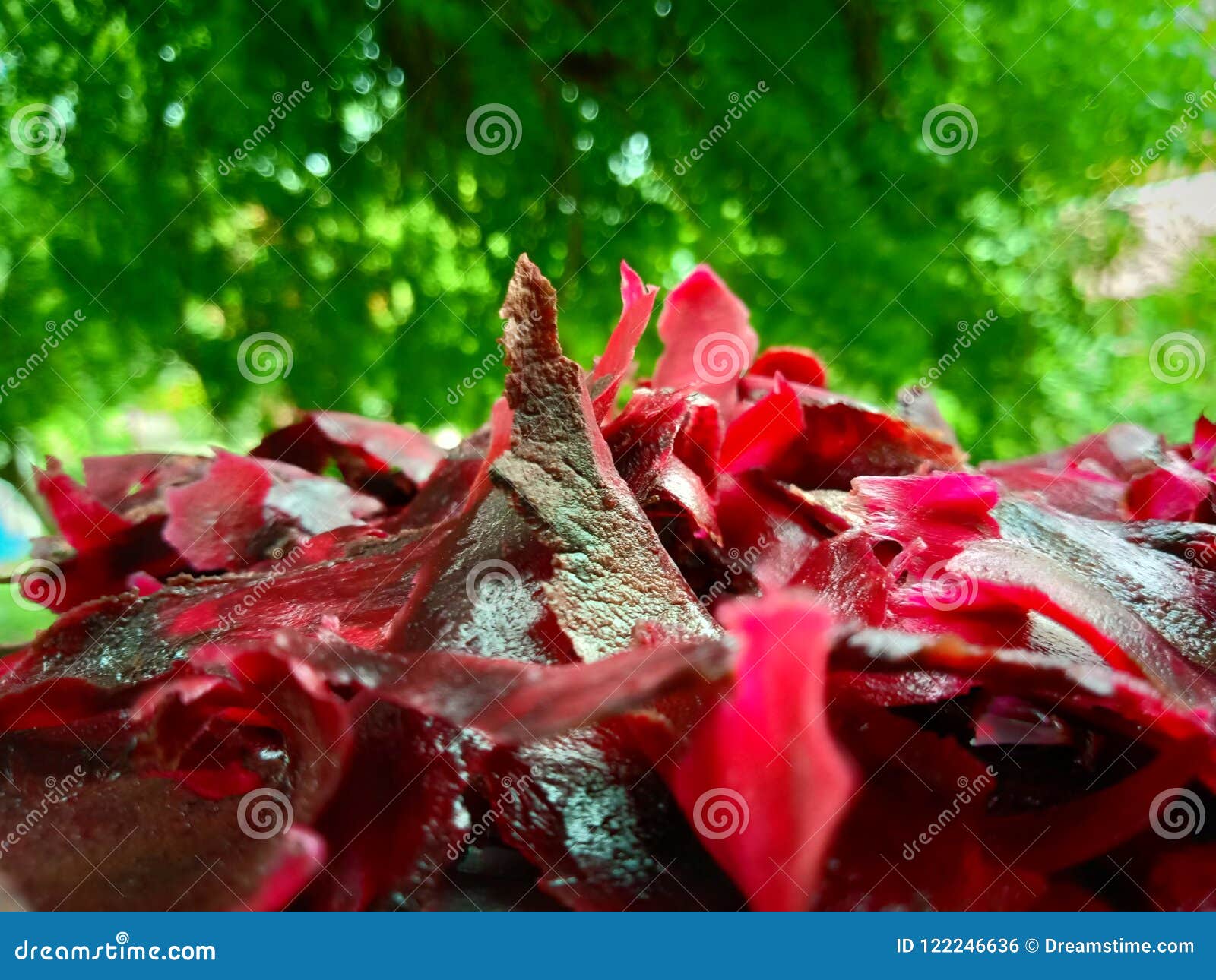 Pink stock photo. Image of pink, tree, neem, beet, route - 122246636