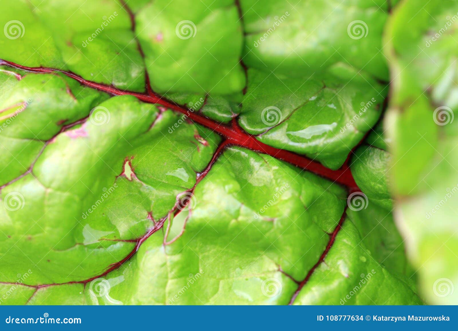 Structure Of Beet Root Under A Microscope Stock Image | CartoonDealer ...