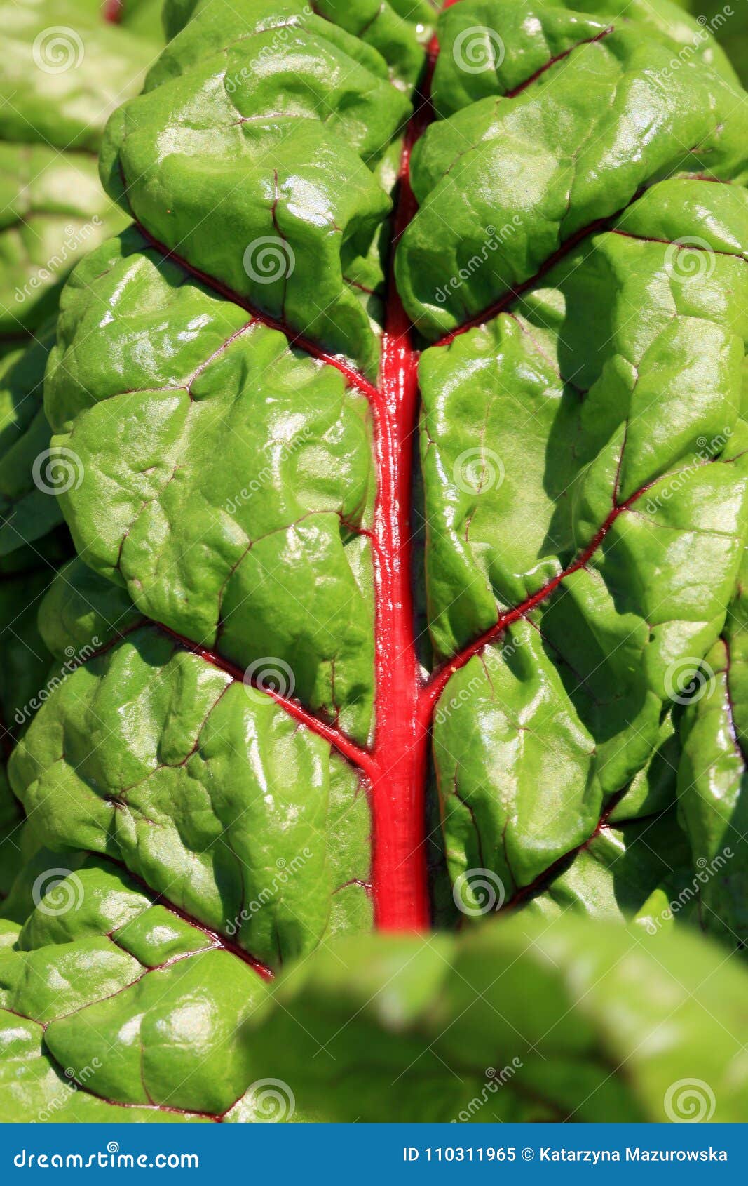 Structure Of Beet Root Under A Microscope Stock Image | CartoonDealer ...