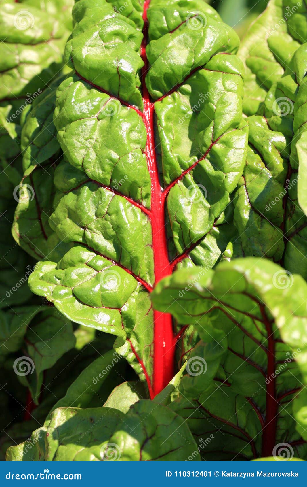 Structure Of Beet Root Under A Microscope Stock Image | CartoonDealer ...