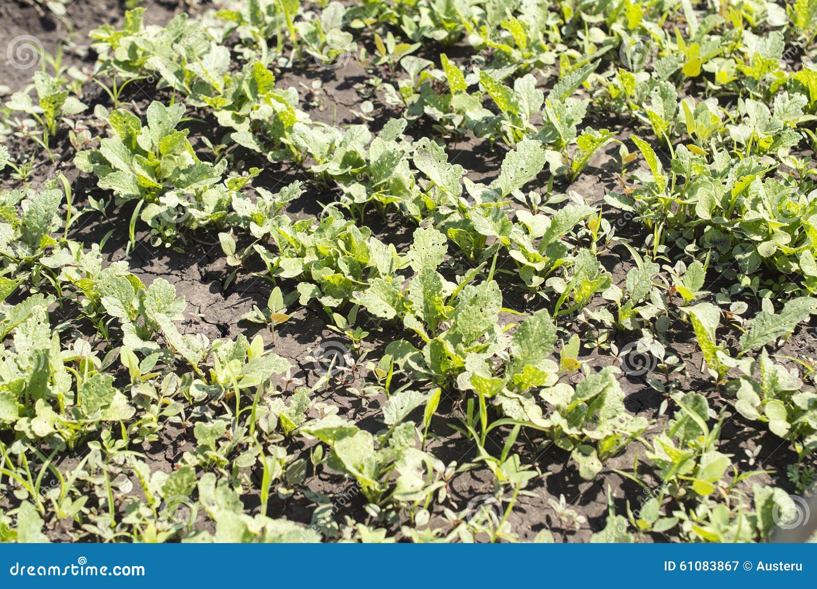 Beet stock image. Image of healthy, farm, freshness, delicious - 61083867