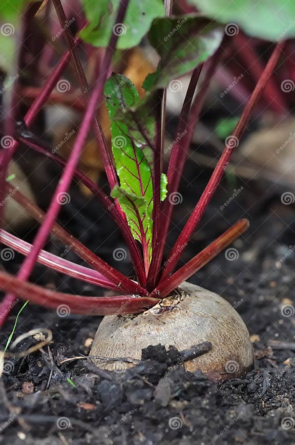 Beet in the soil stock photo. Image of growth, leaves - 34412706