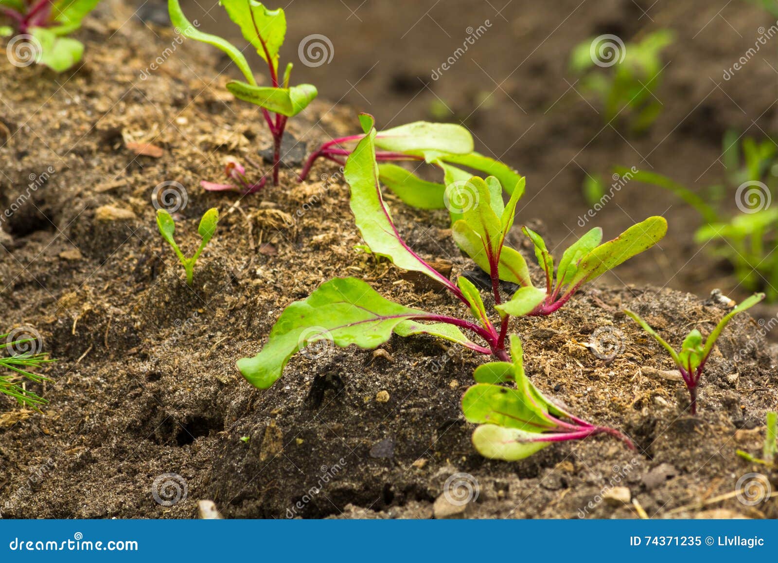 Beet sprout stock image. Image of seedling, dirt, macro - 74371235