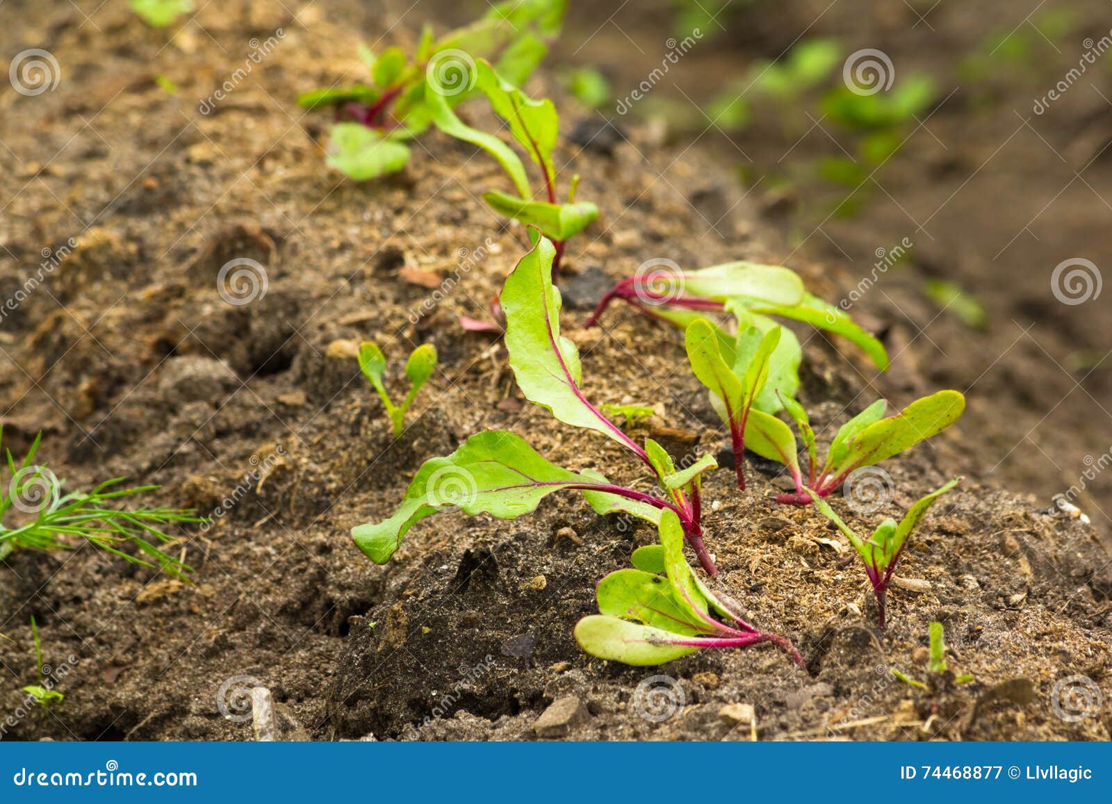 Beet sprout stock image. Image of cultivated, beet, botany - 74468877