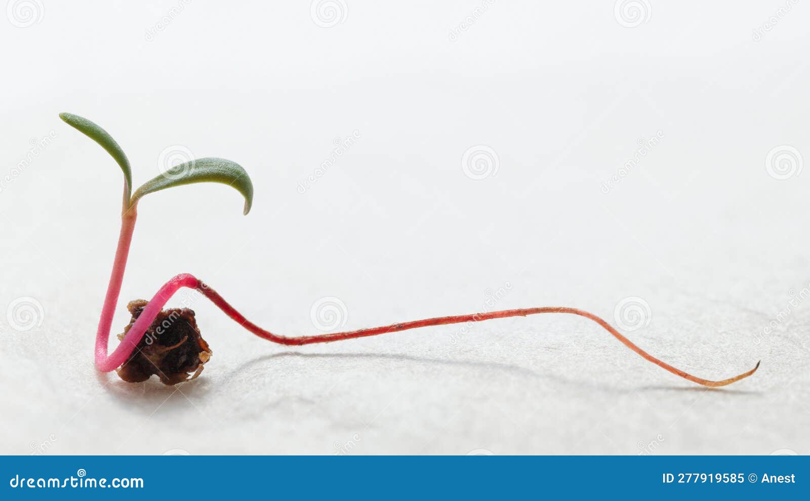 Beet sprout stock image. Image of seedling, grow, sprout - 277919585