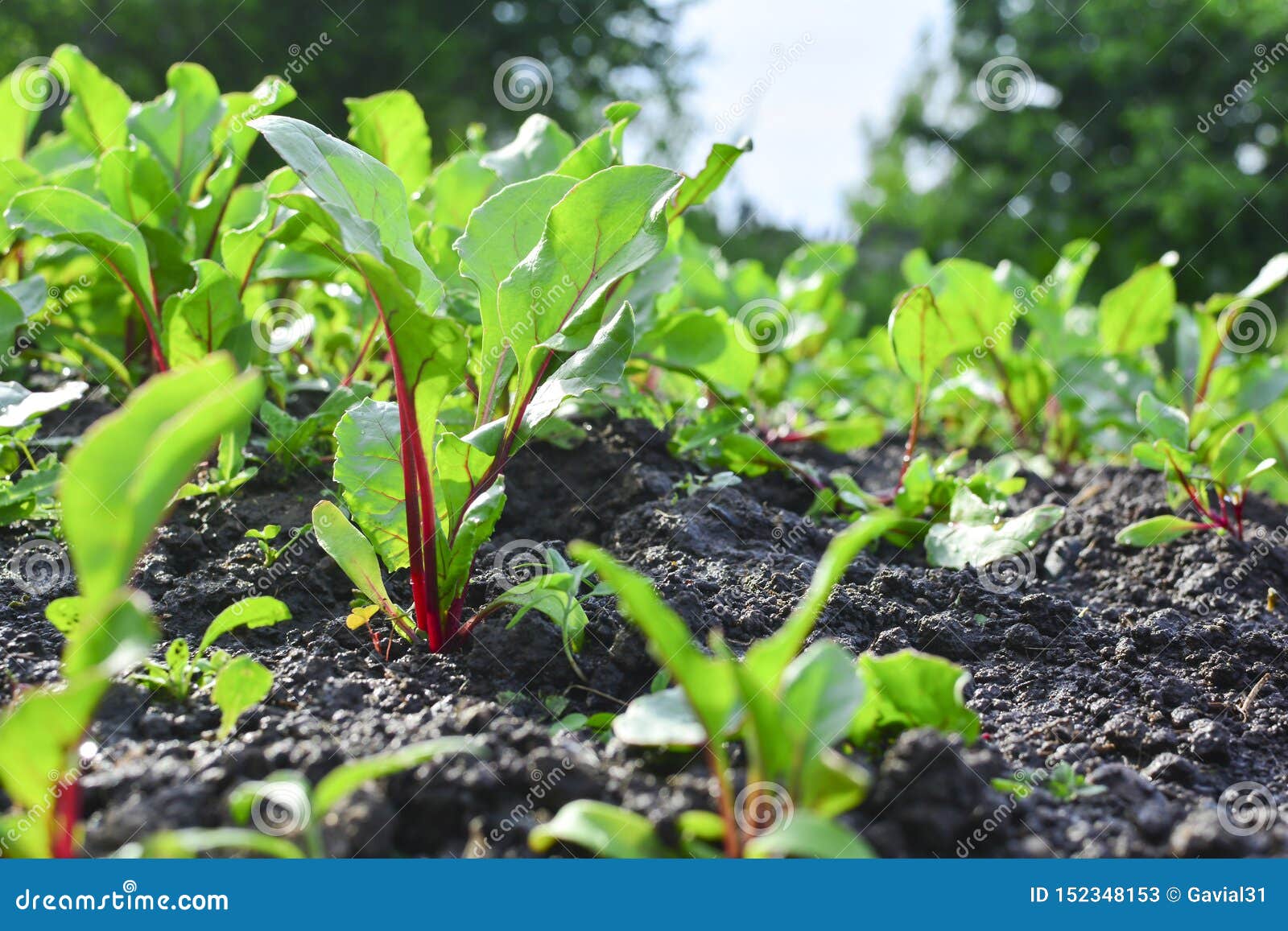 Beet Tops on the Background Soils Stock Image - Image of grow, food ...