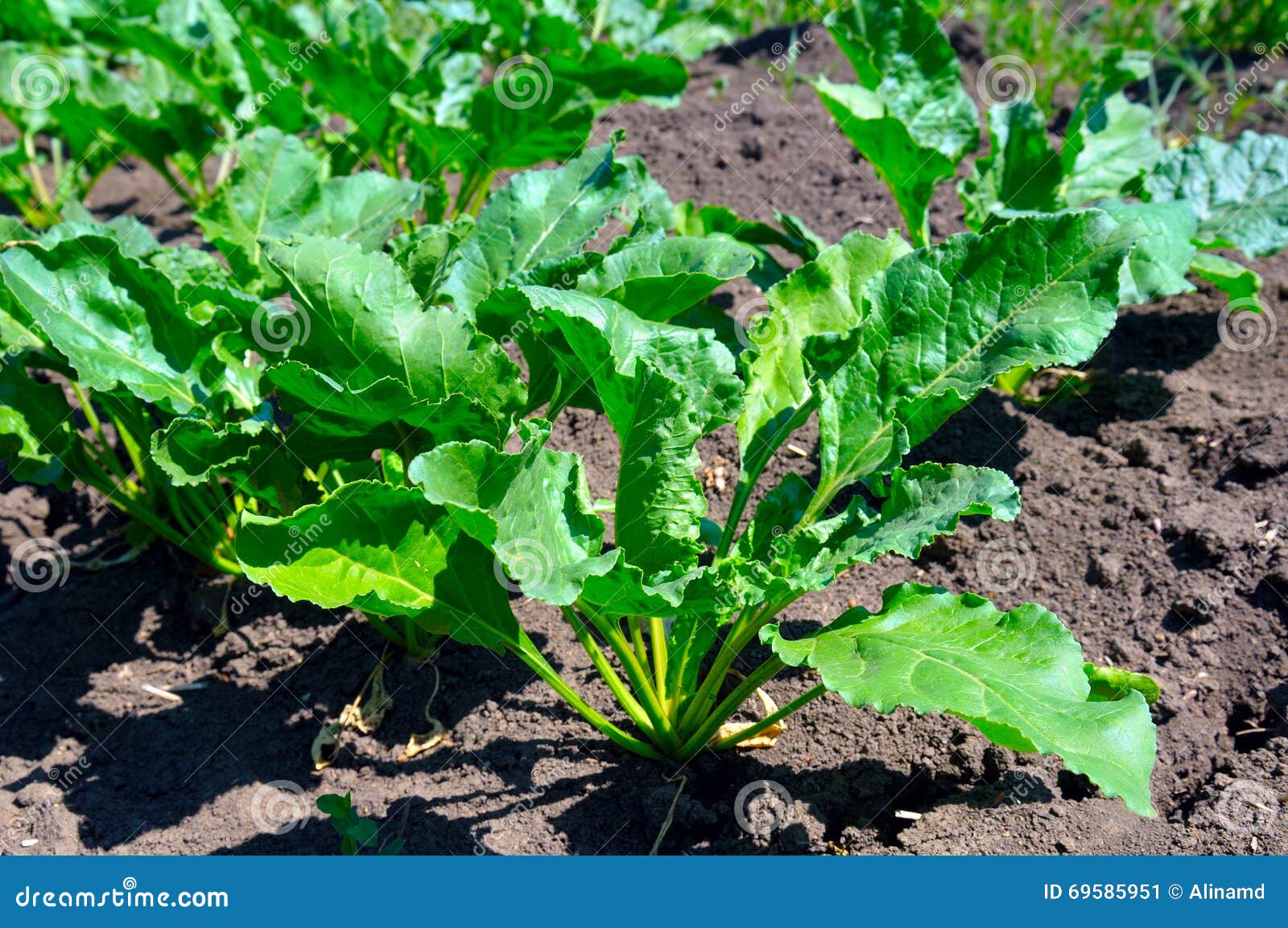 Beet Tops on the Background Soils Stock Image - Image of greenness ...