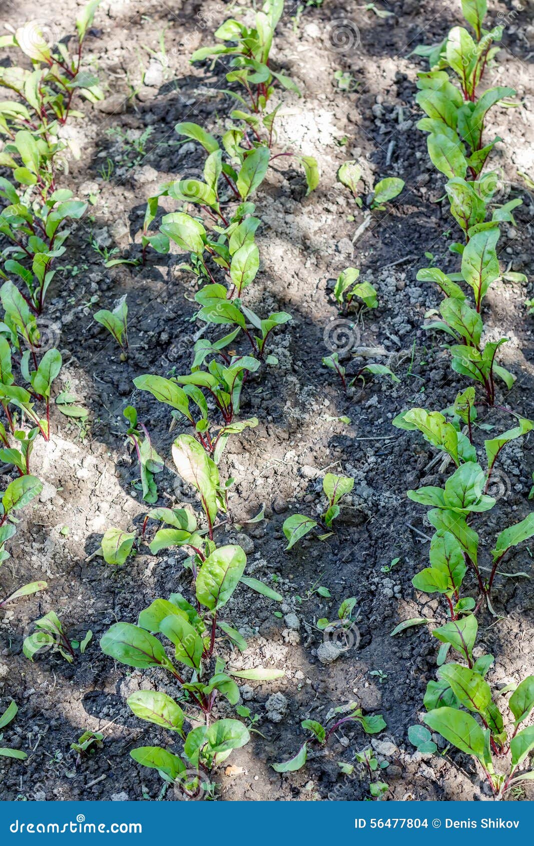 The beet tops. stock photo. Image of organic, lush, food - 56477804