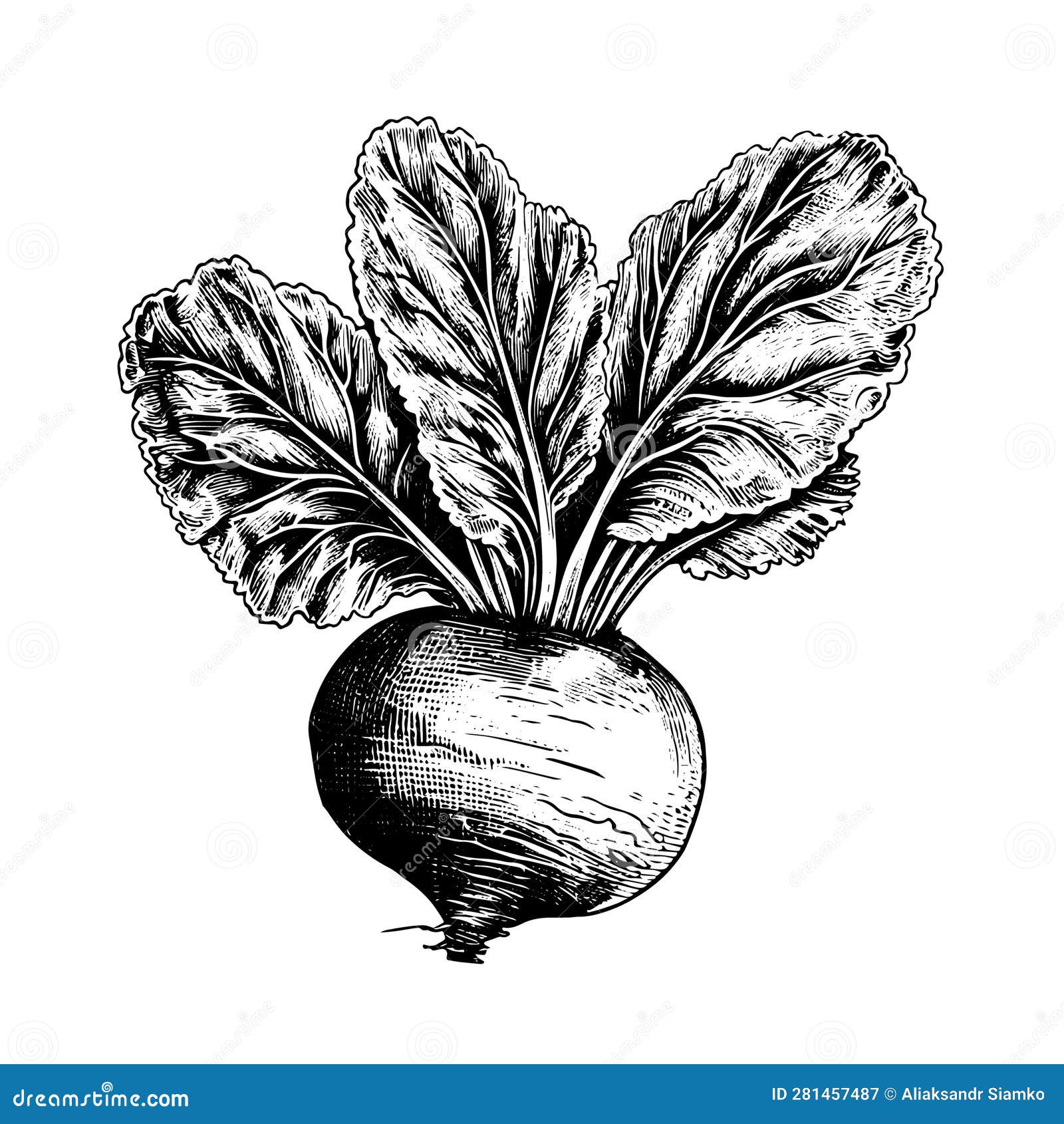 Beet Vector Drawing. Isolated Hand Drawn Object, Engraved Style ...