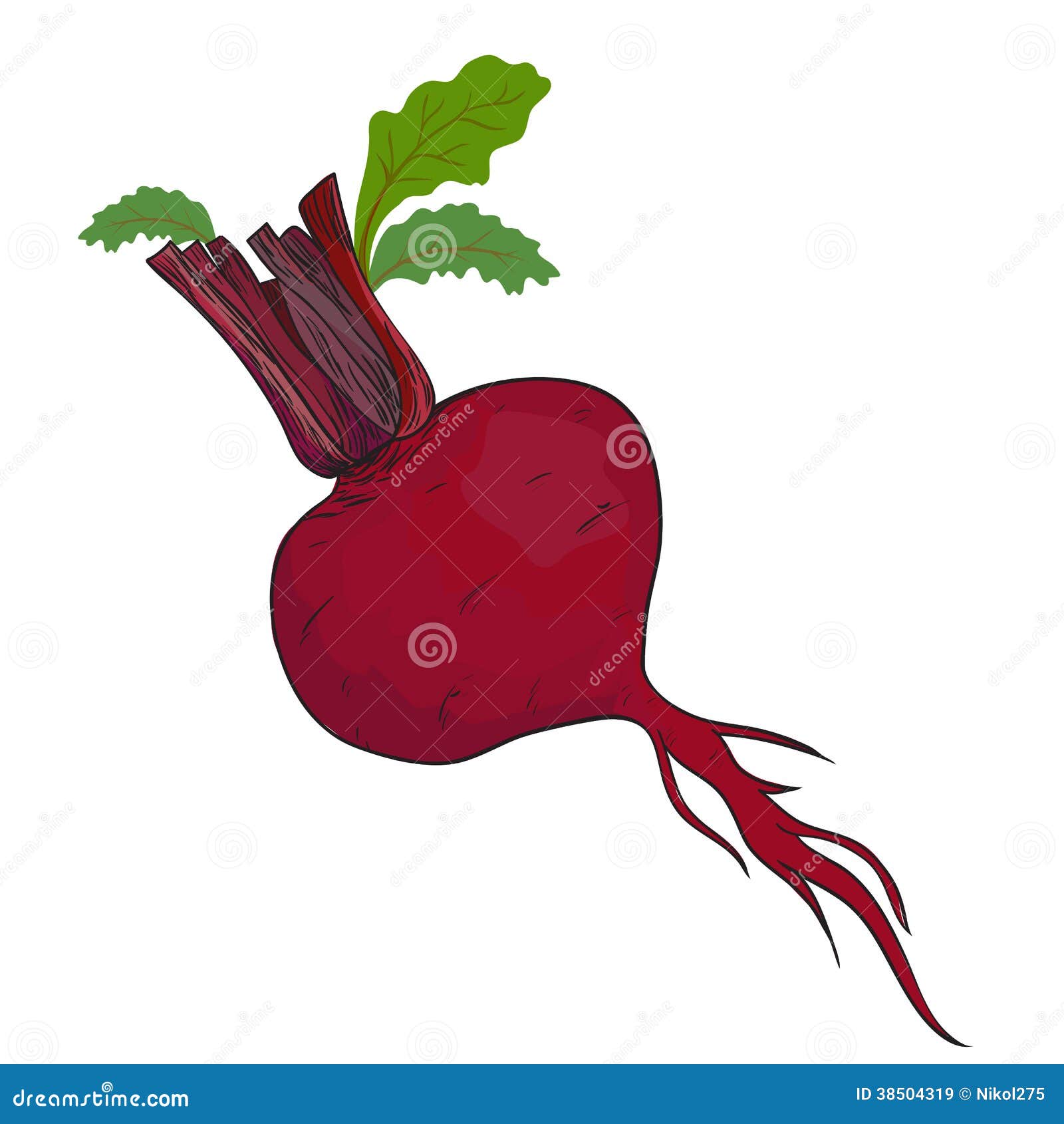 Beet vector stock vector. Illustration of beet, food - 38504319