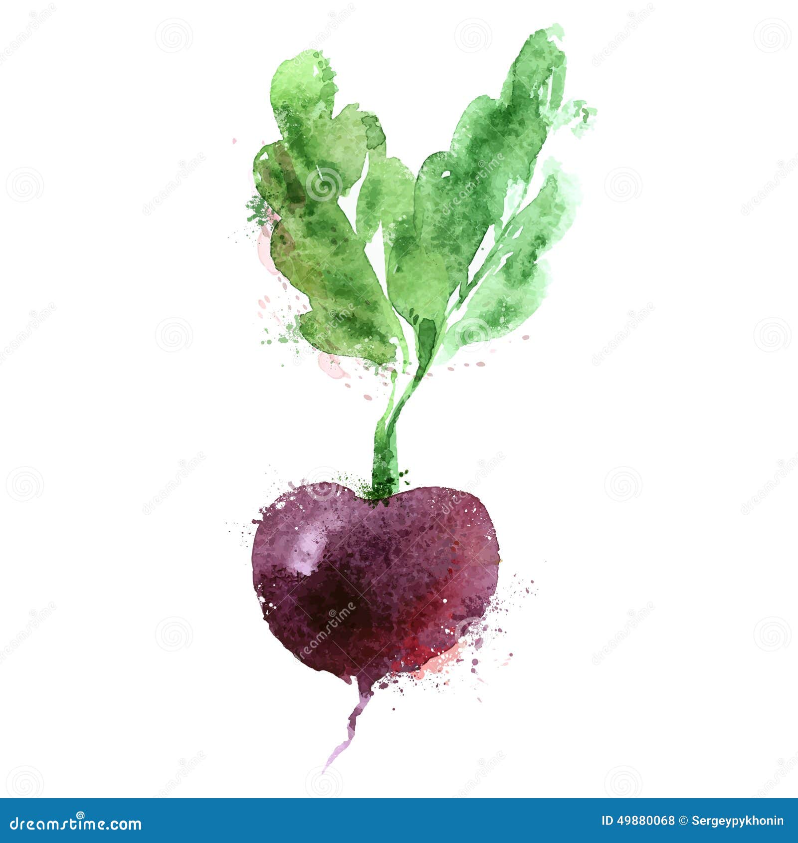Beet Vector
