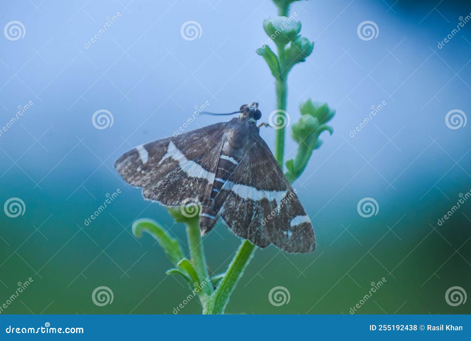 Beet Webworm Moth Small Insects Macro Photography Stock Photo - Image ...