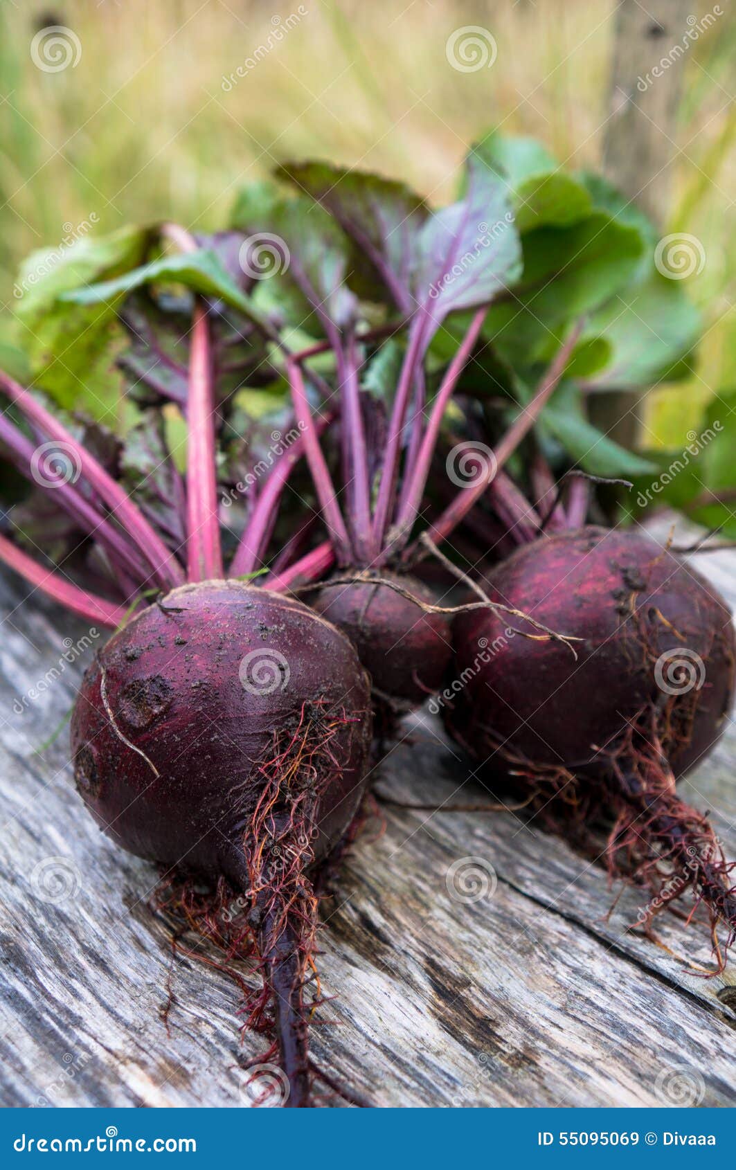 Beet on a wooden board stock image. Image of agriculture - 55095069