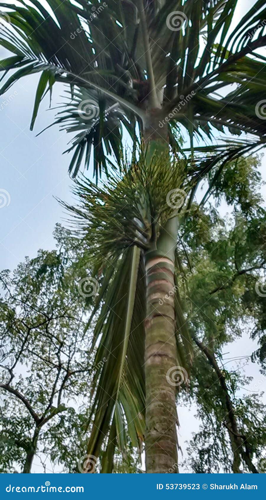 Beetel nut tree stock image. Image of flowers, beetel - 53739523