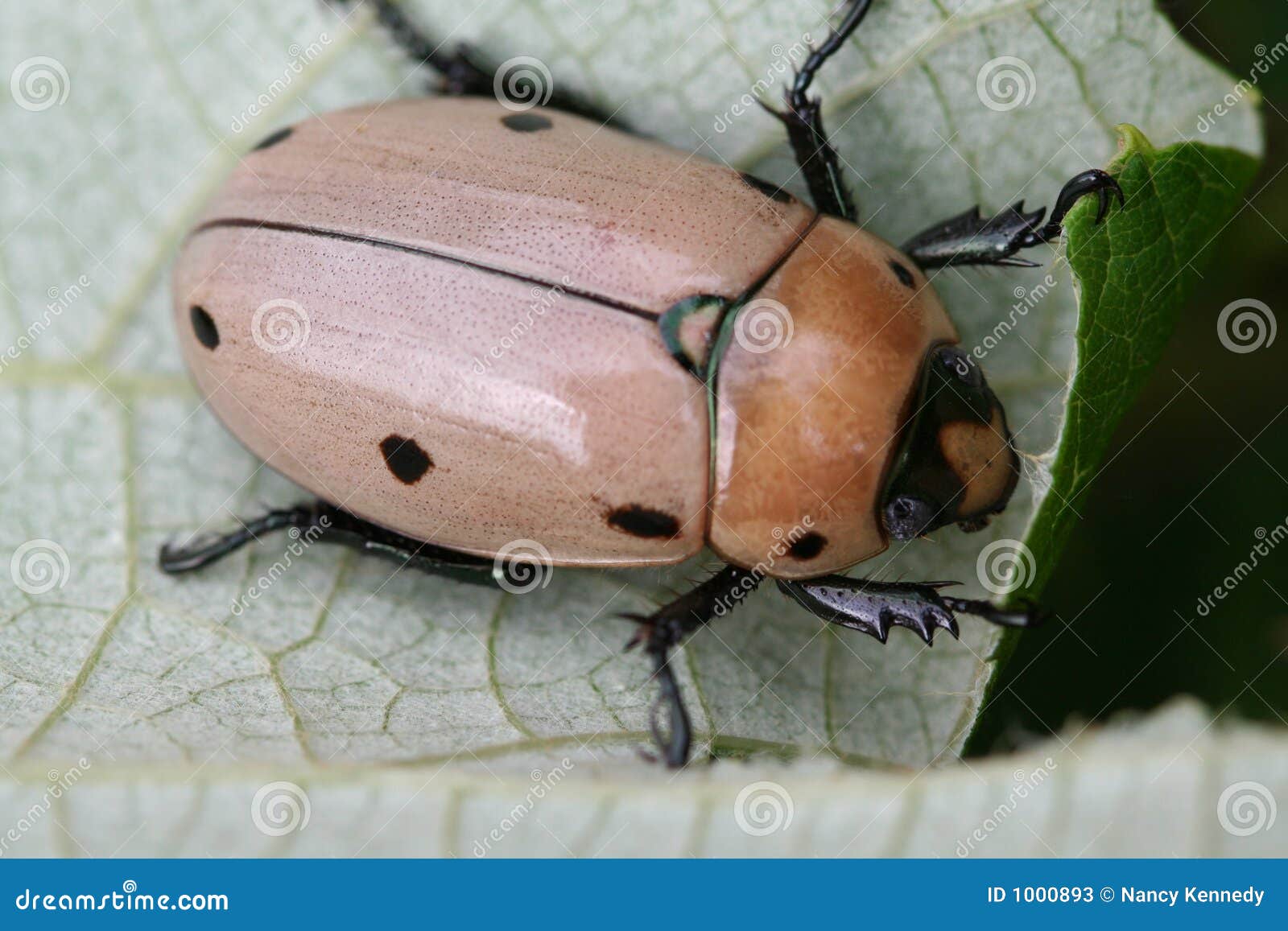 Beetle stock image. Image of wings, flies, thrips, summer - 1000893