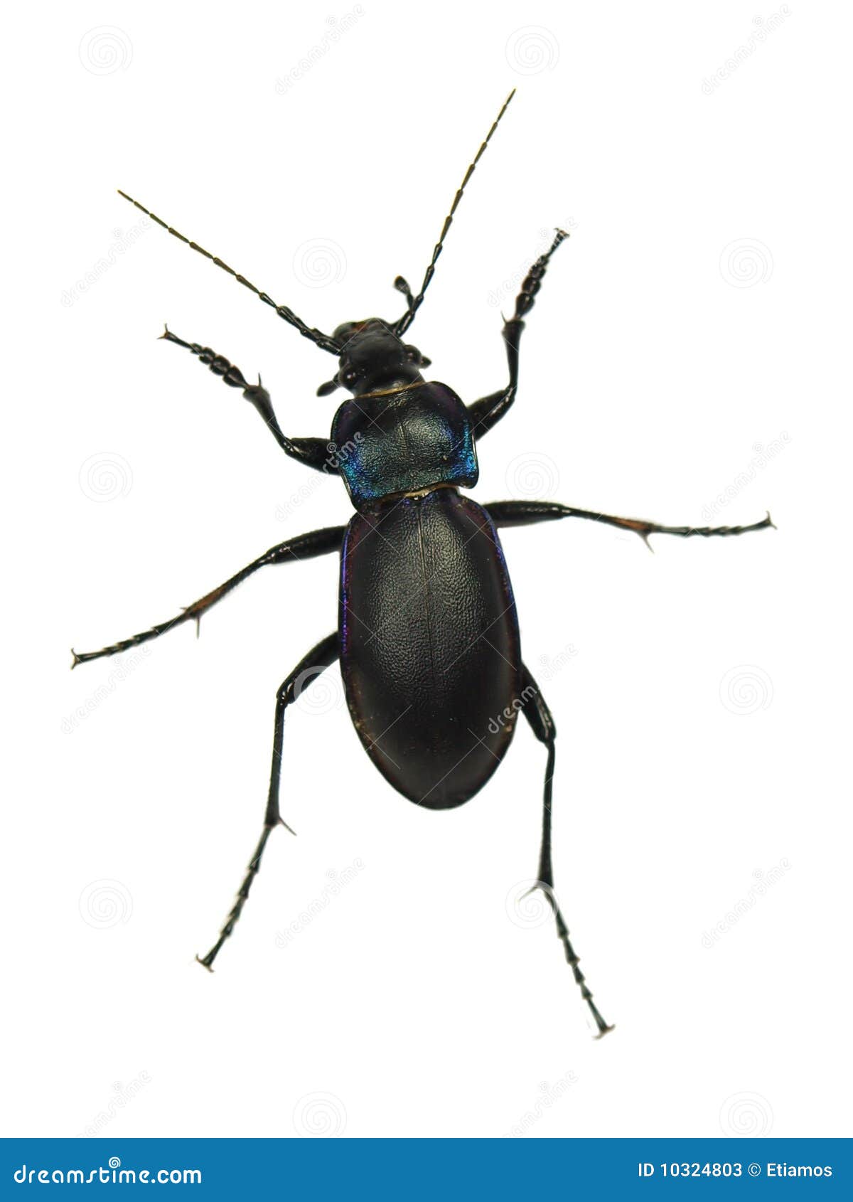 Beetle stock image. Image of tree, background, close - 10324803