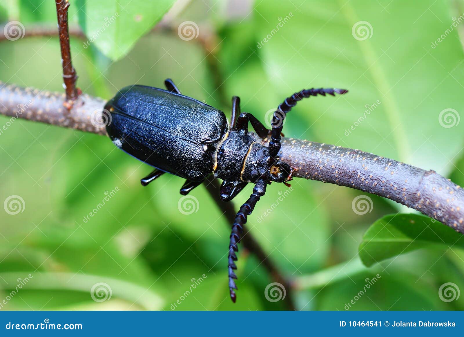 Beetle stock image. Image of scarab, insect, branch, thicket - 10464541