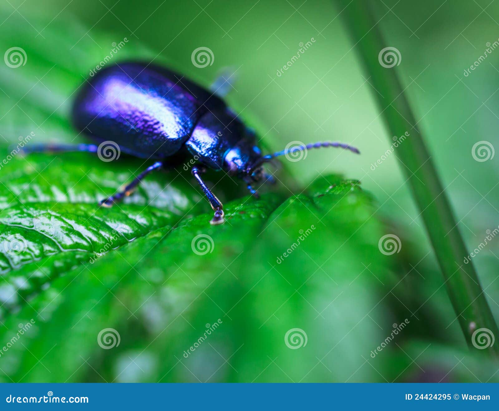 Beetle stock image. Image of branch, foreground, color - 24424295