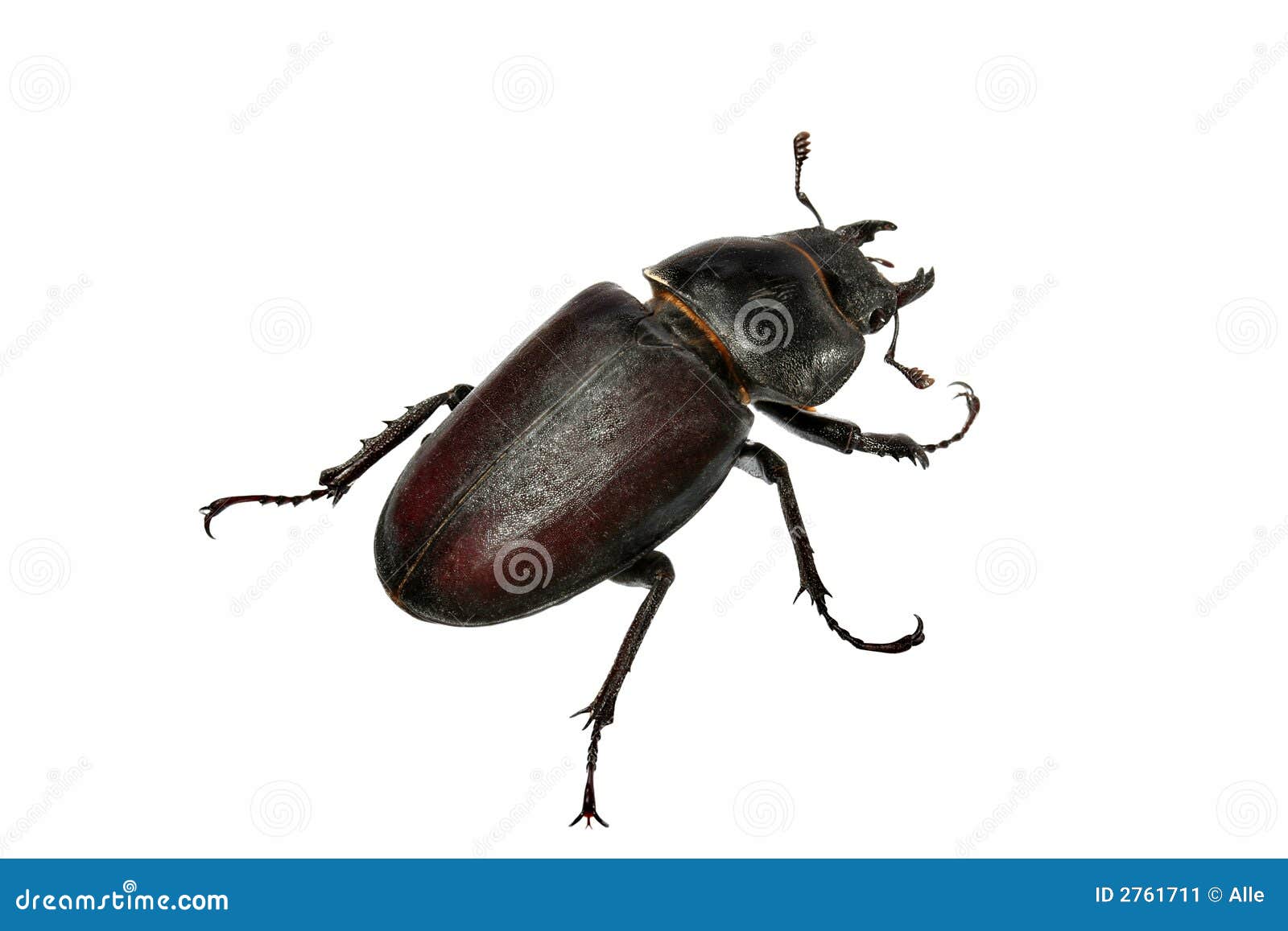 Beetle stock image. Image of foot, black, feeler, white - 2761711