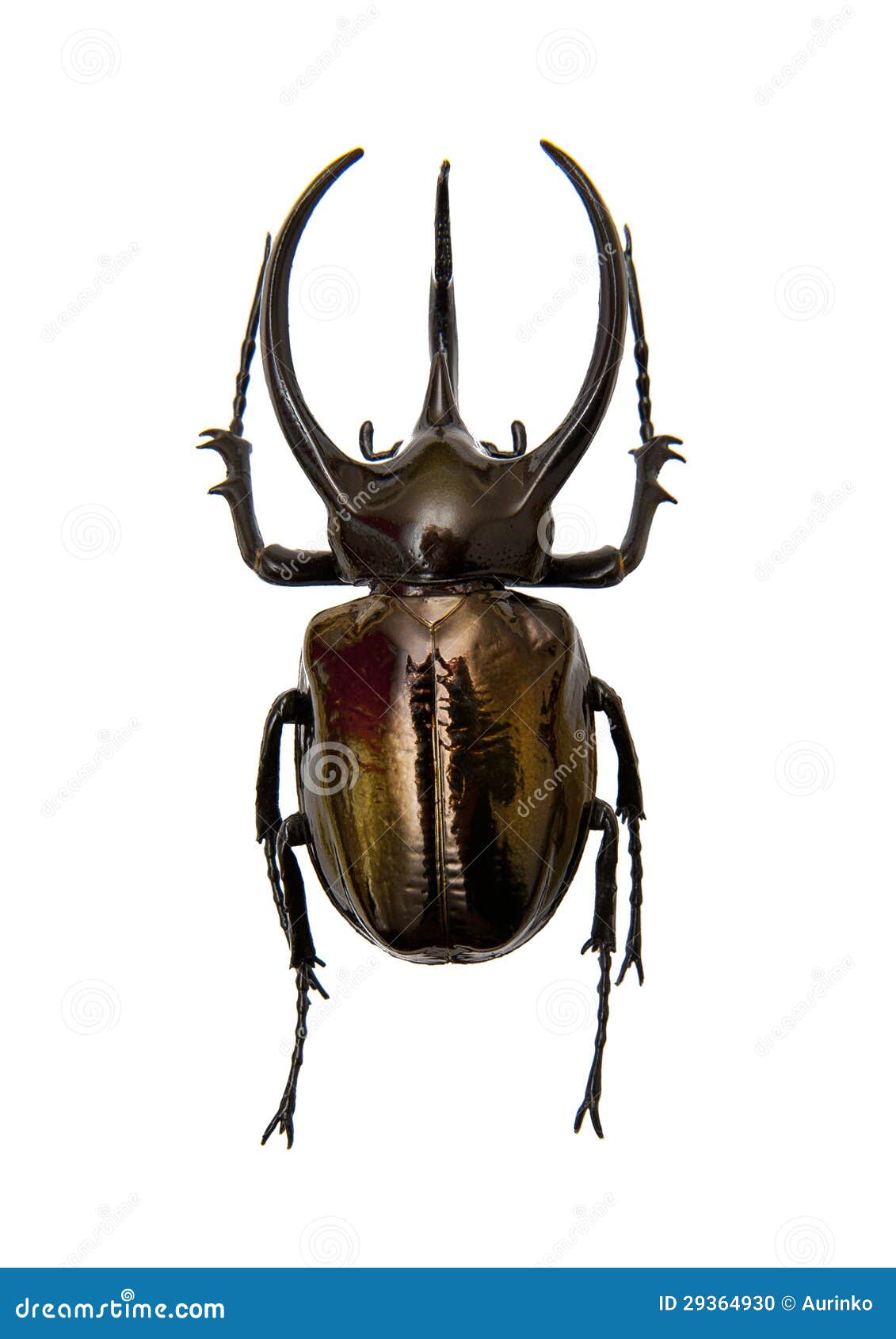 Beetle stock photo. Image of background, enhibit, exploration - 29364930