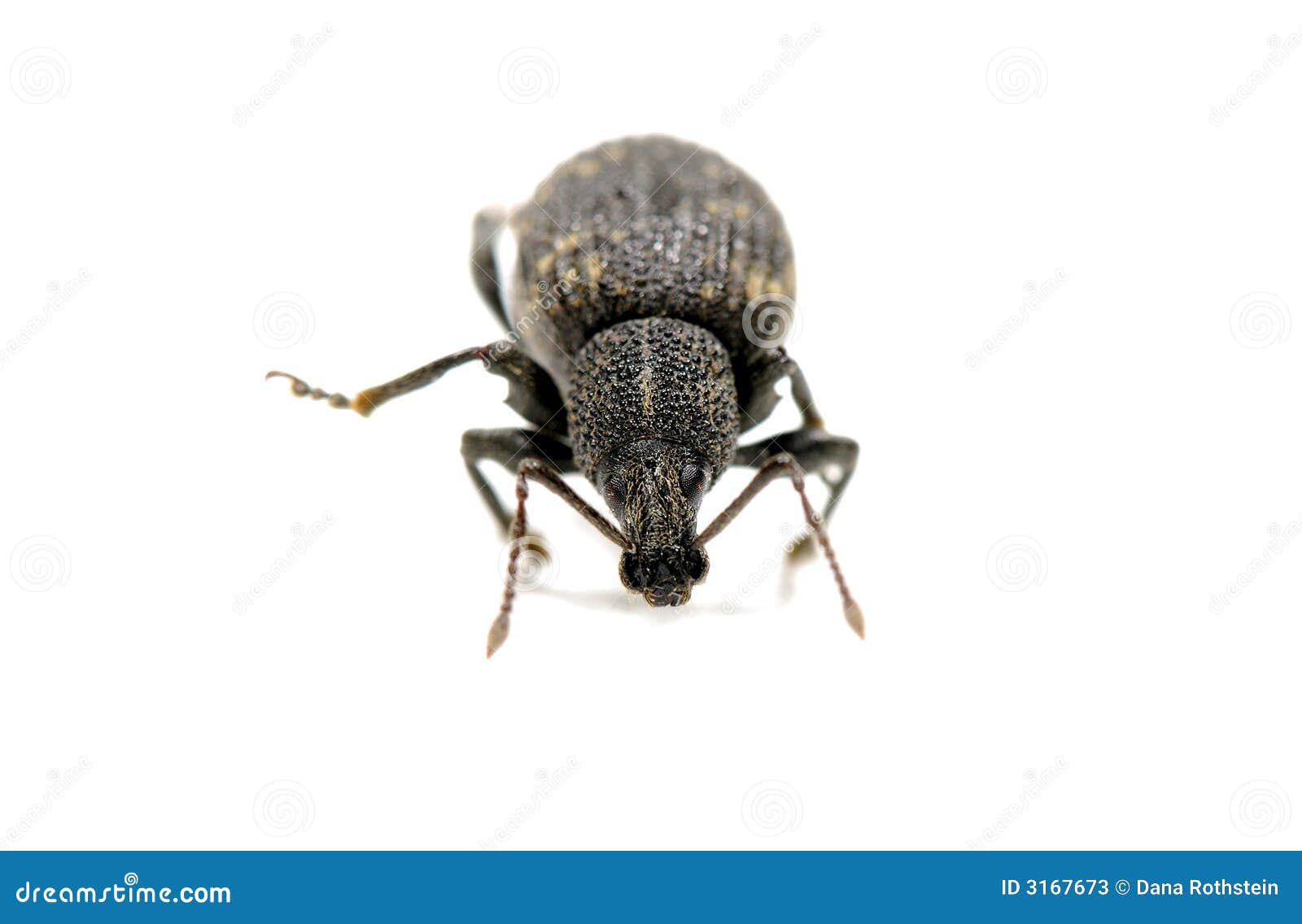 Beetle stock image. Image of entomolgy, wildlife, macro - 3167673