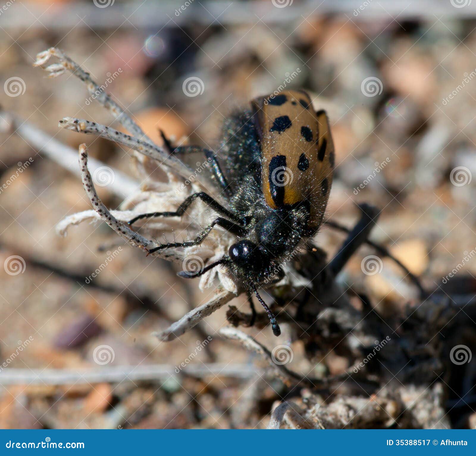 Beetle stock image. Image of pollen, wildlife, green - 35388517