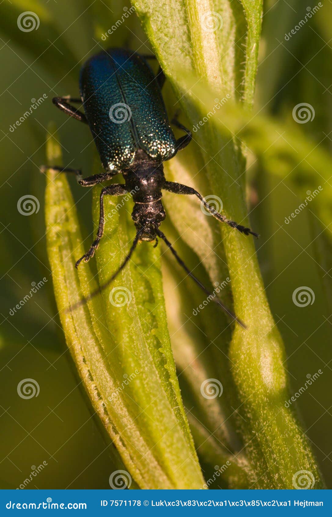 Beetle stock photo. Image of feeler, antenna, pest, insect - 7571178
