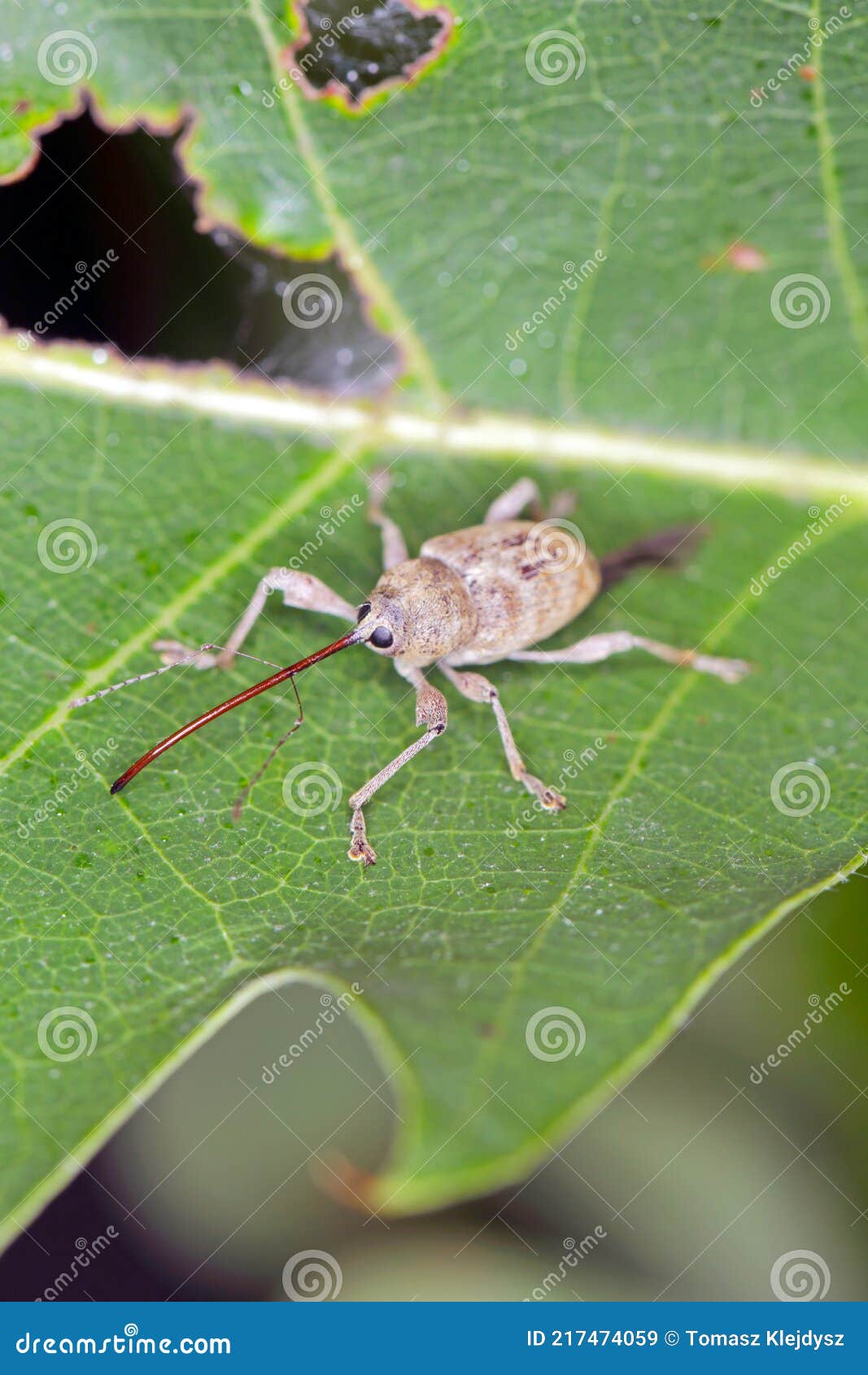 Beetle Of Acorn Weevil Curculio Glandium On Oak A Leaf. Stock ...