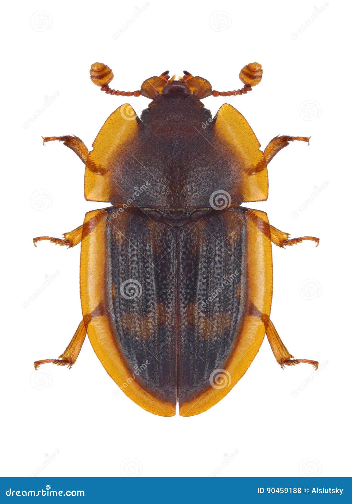 Beetle Amphotis marginata stock photo. Image of insect - 90459188