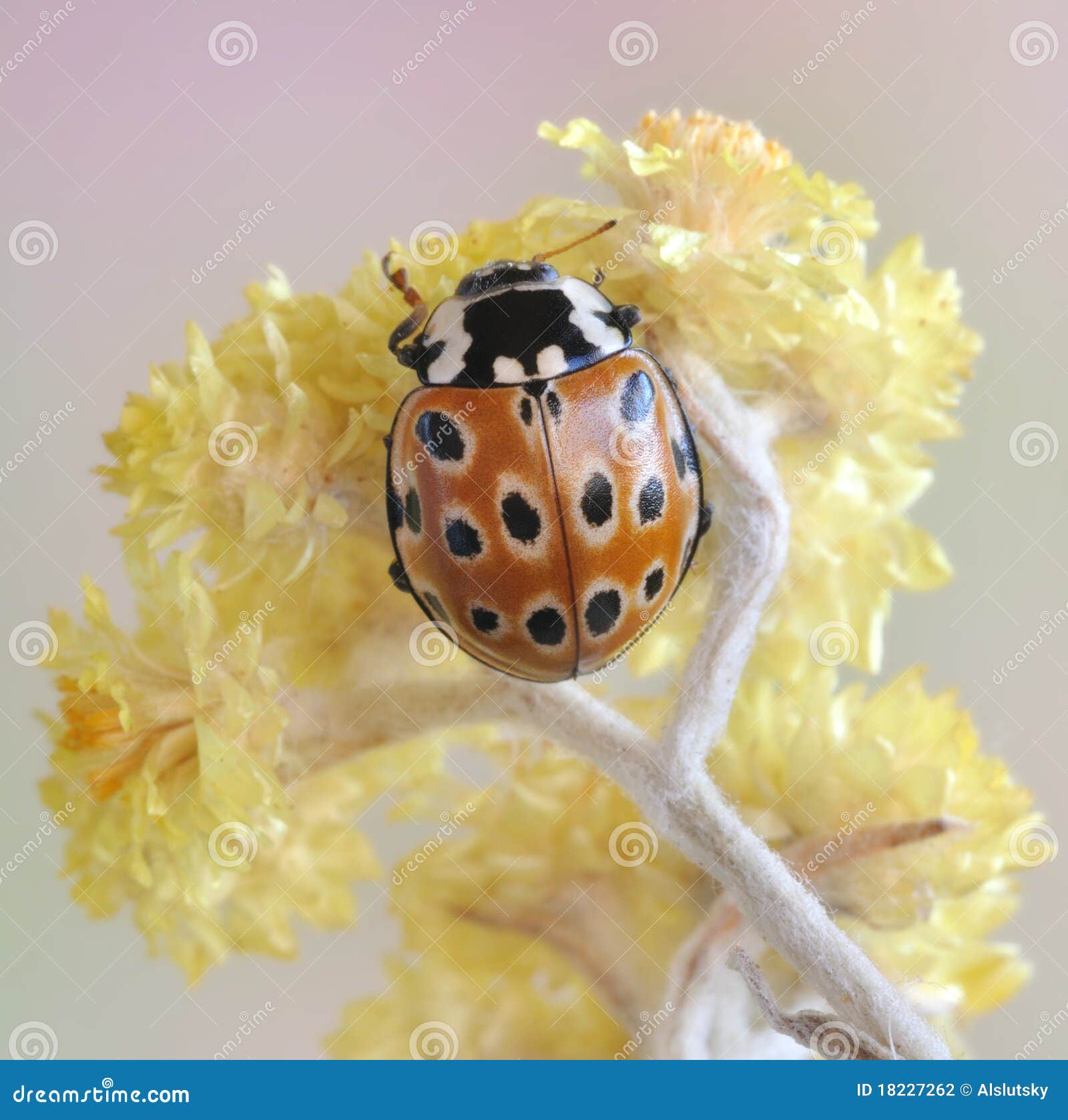Beetle Anatis ocelata stock photo. Image of collection - 18227262