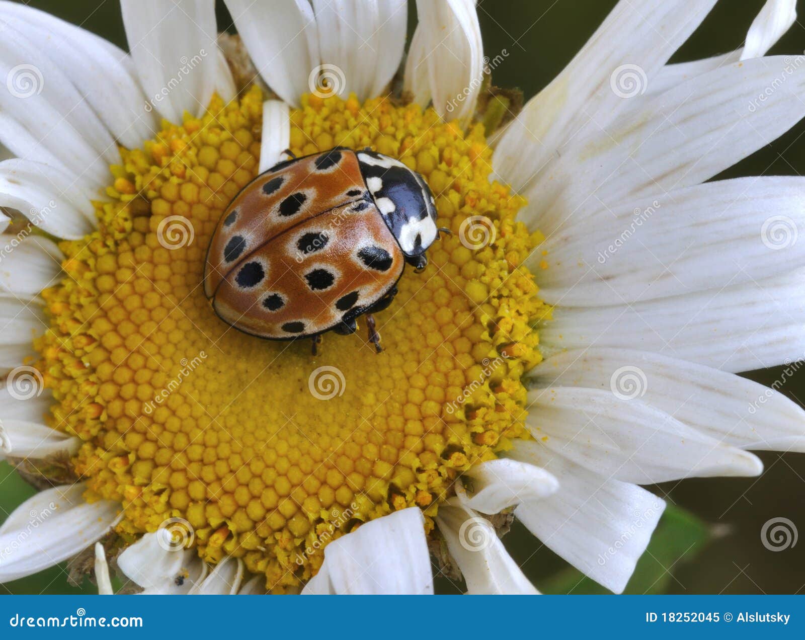 Beetle Anatis ocelata stock image. Image of nature, single - 18252045