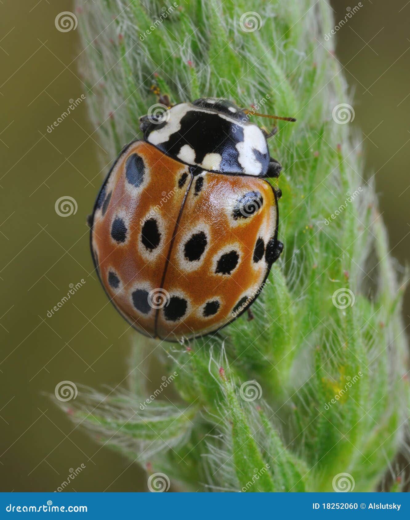 Beetle Anatis ocelata stock photo. Image of arthropod - 18252060