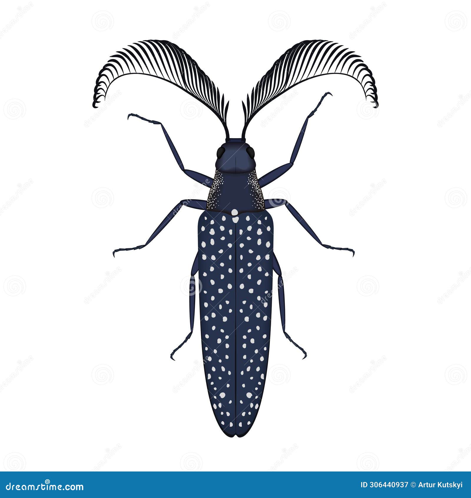 Beetle With Antennae And Texture On Wings, Top View Of Bug And Insect ...