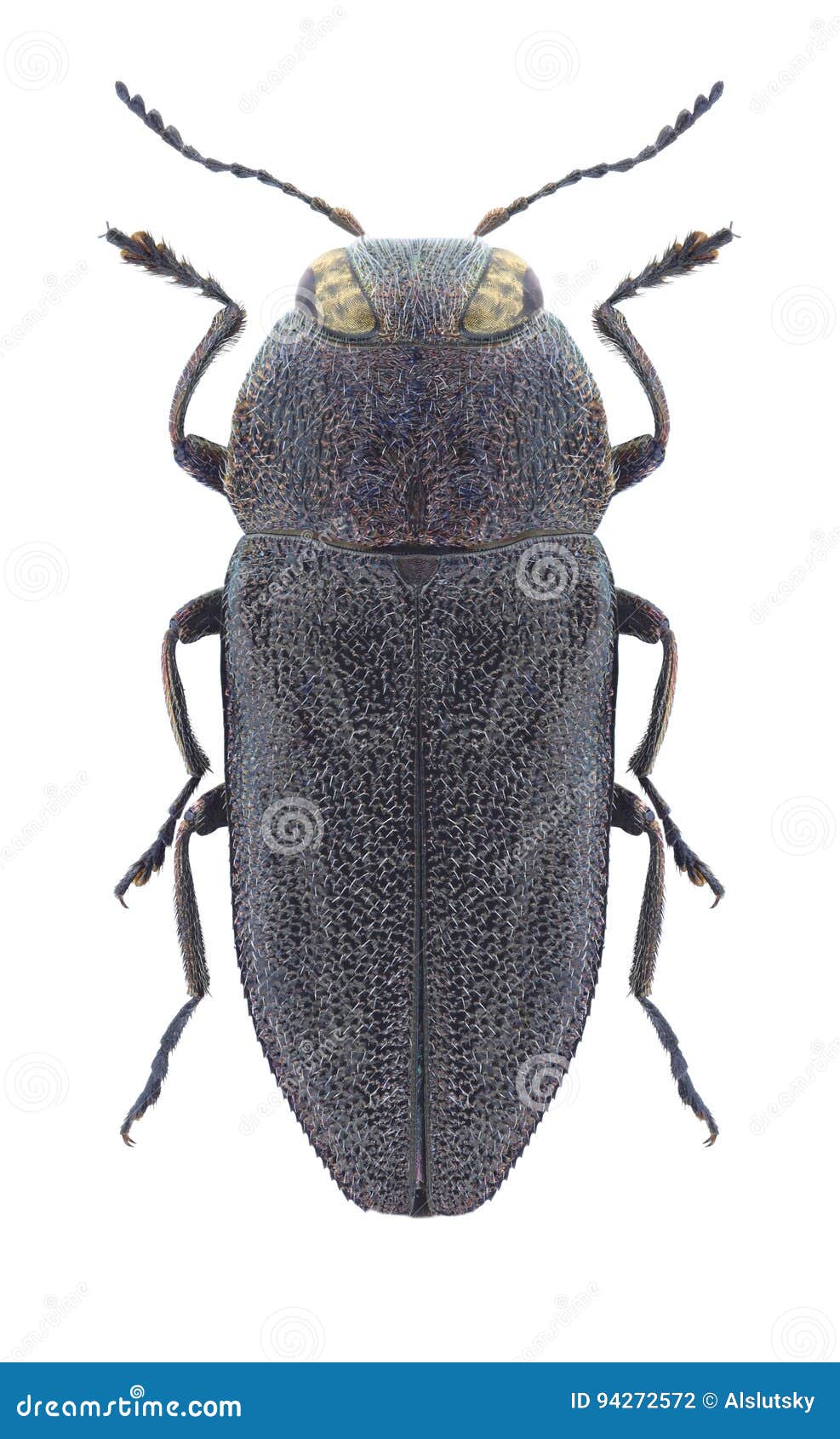 Beetle Anthaxia rugicollis stock photo. Image of arthropod - 94272572