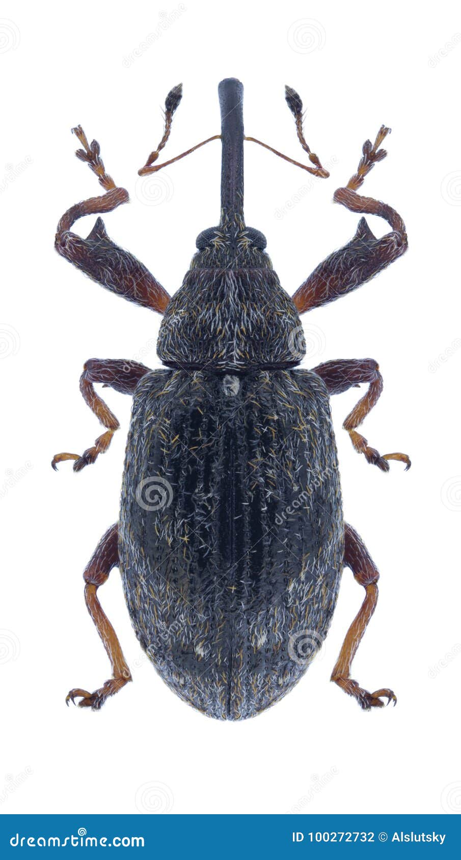 Anthonomus Pomorum Or The Apple Blossom Weevil Is A Major Pests Of ...