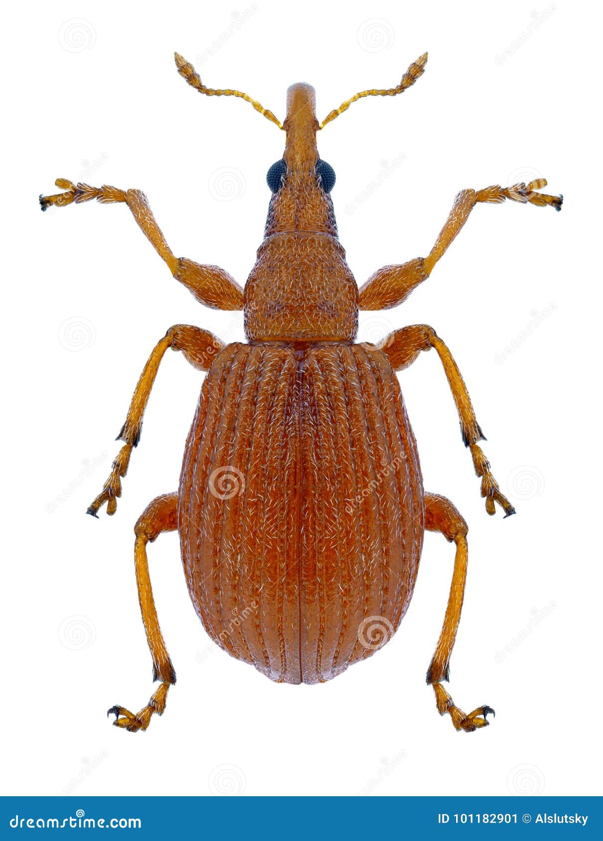 Beetle Apion Photos - Free & Royalty-Free Stock Photos from Dreamstime