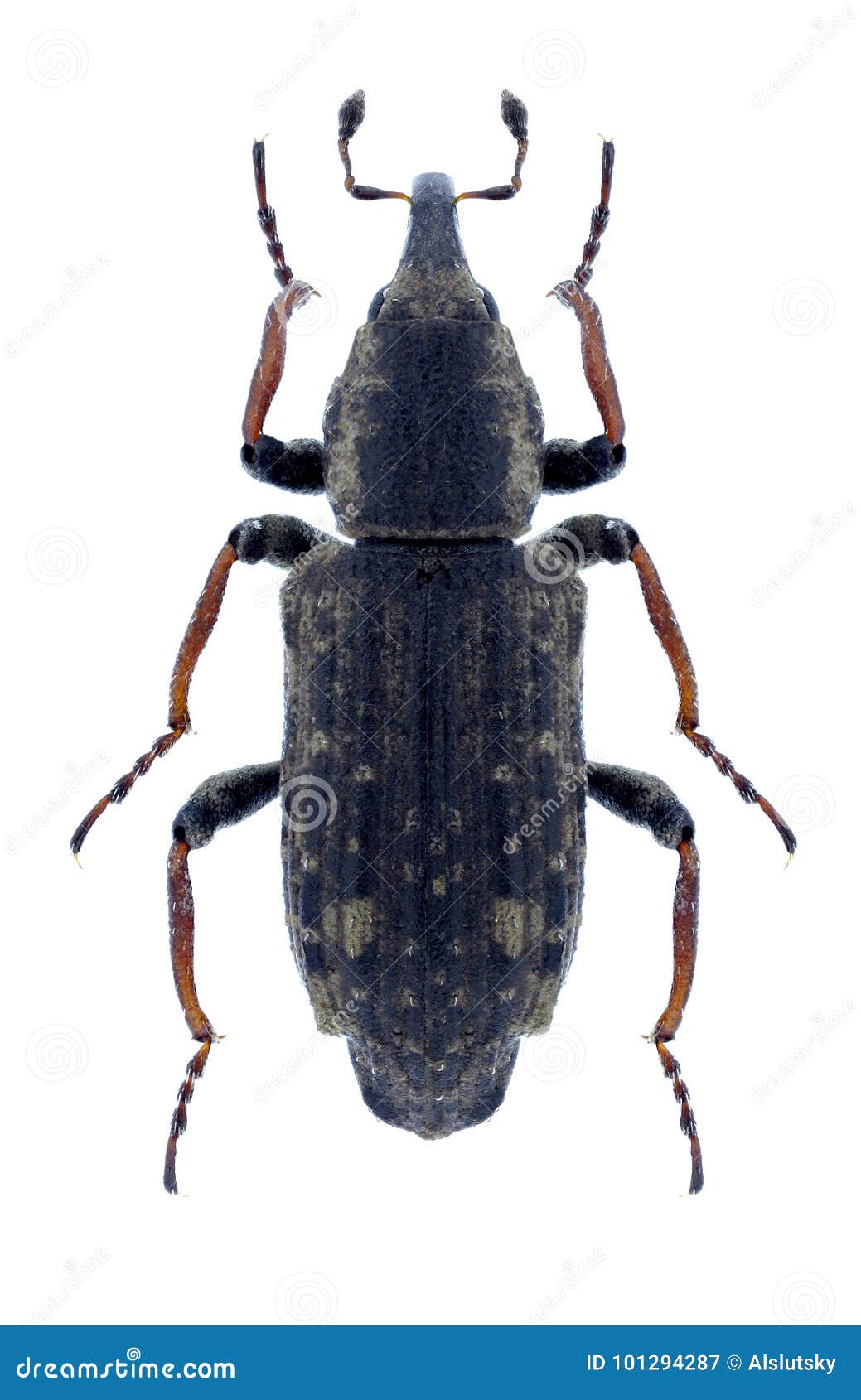 Beetle Bagous tempestivus stock image. Image of ornamental - 101294287