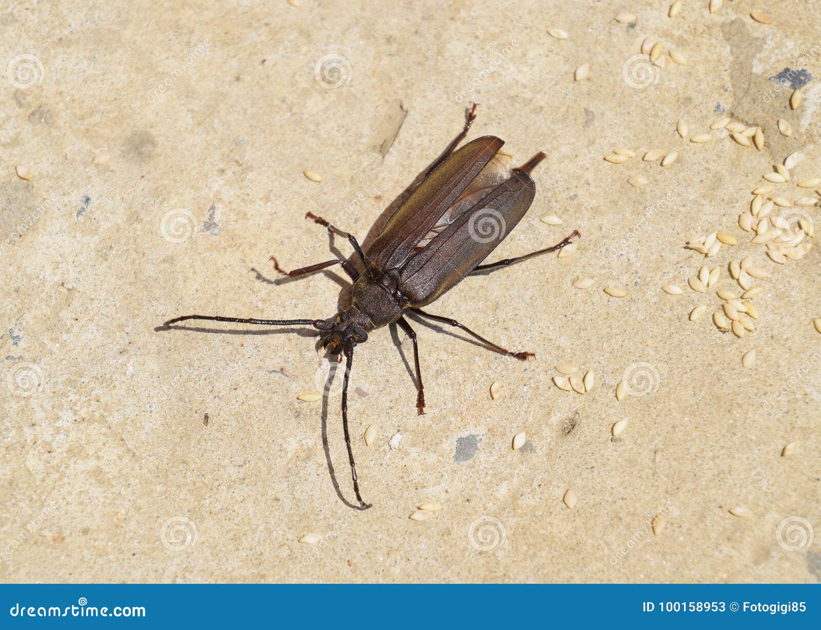 Beetle Bark Beetle. Imago of an Insect. Beetle with Long Antennae ...