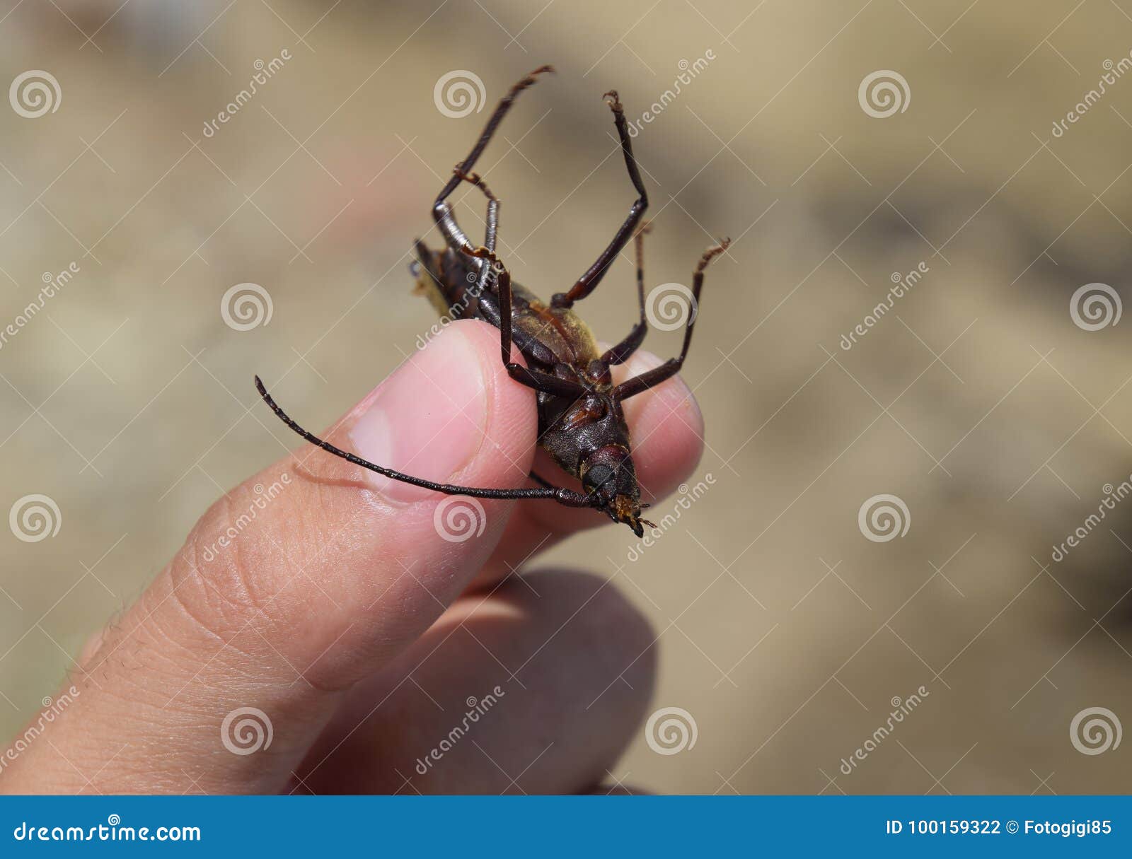 Beetle Bark Beetle. Imago of an Insect. Beetle with Long Antennae ...