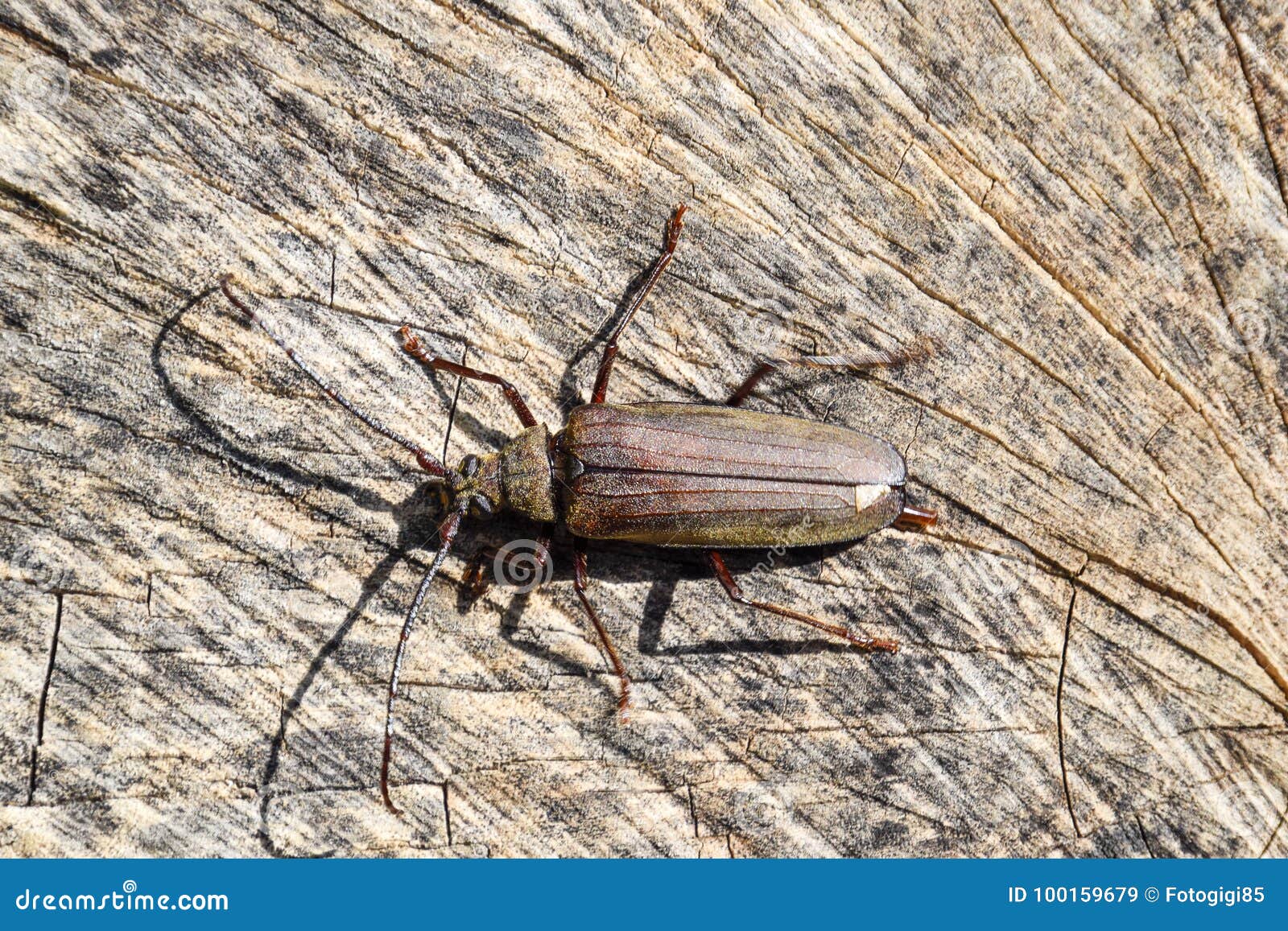 Beetle Bark Beetle. Imago of an Insect. Beetle with Long Antennae ...