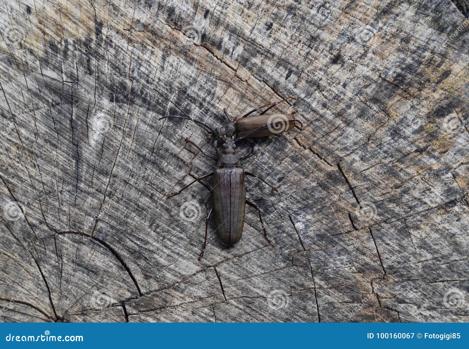 Beetle Bark Beetle. Imago of an Insect. Beetle with Long Antennae ...