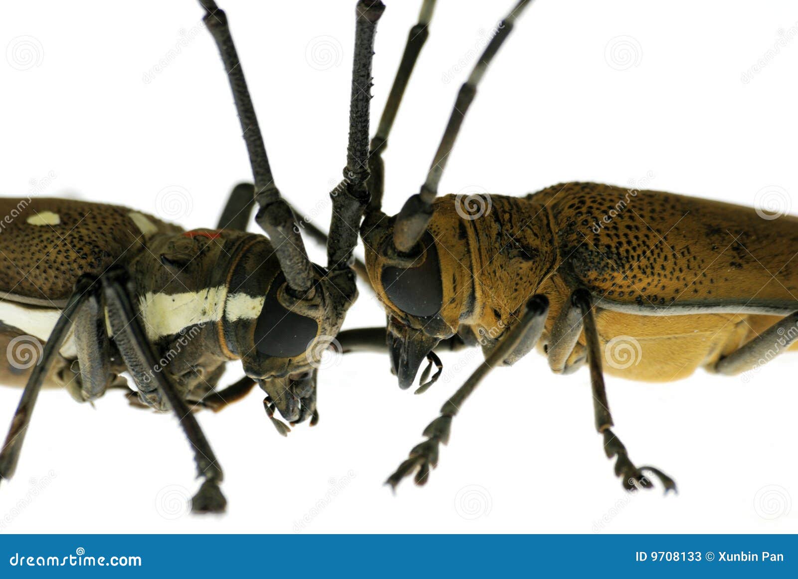 Beetle battle stock image. Image of fauna, competition - 9708133