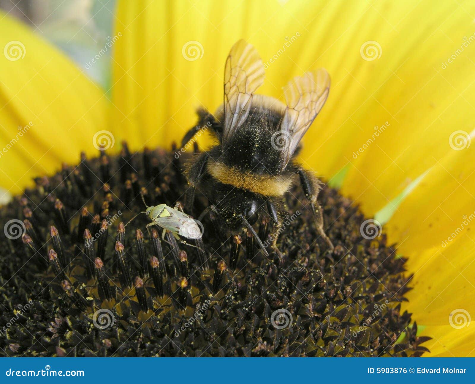 Beetle and bee stock photo. Image of nature, opposites - 5903876