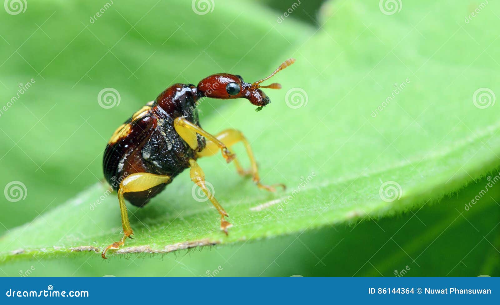 Beetle, Beetle Beautiful, Beetle of Thailand Stock Photo - Image of ...