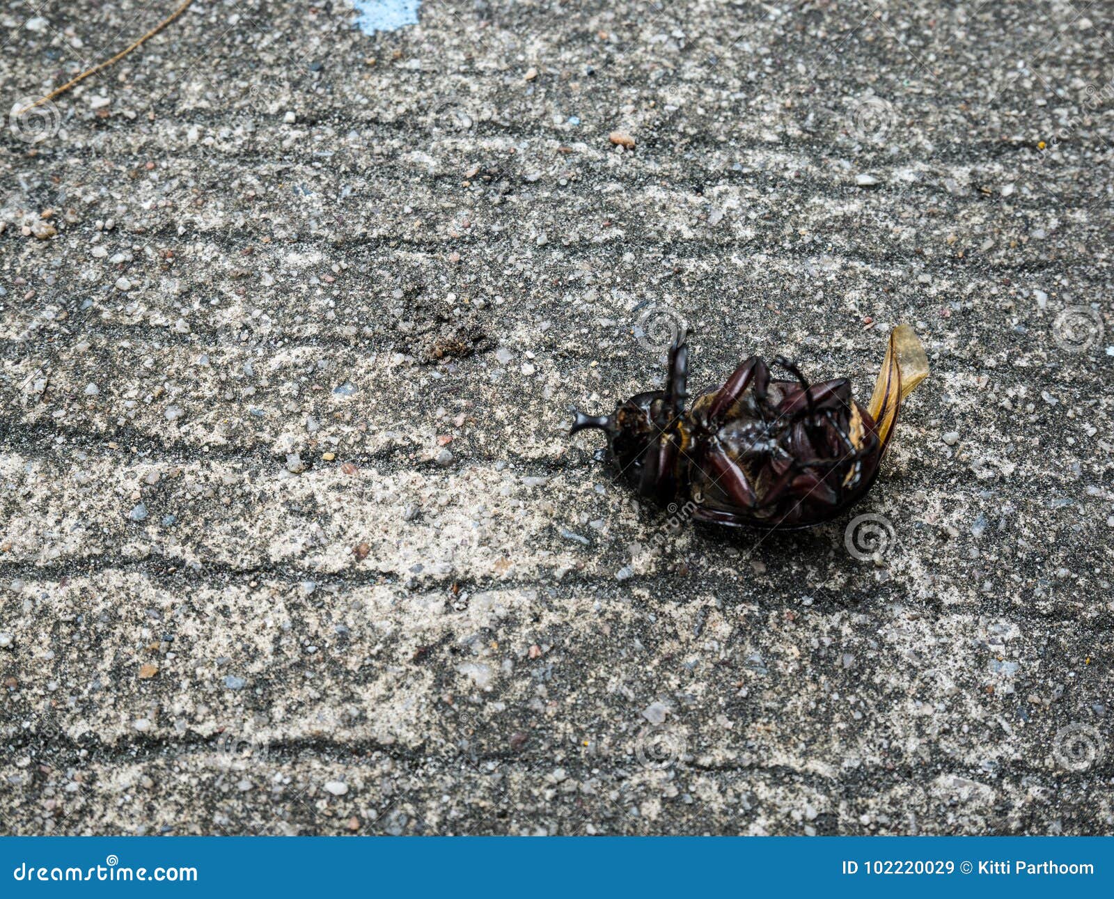 Beetle stock image. Image of dynastinae, closeup, black - 102220029