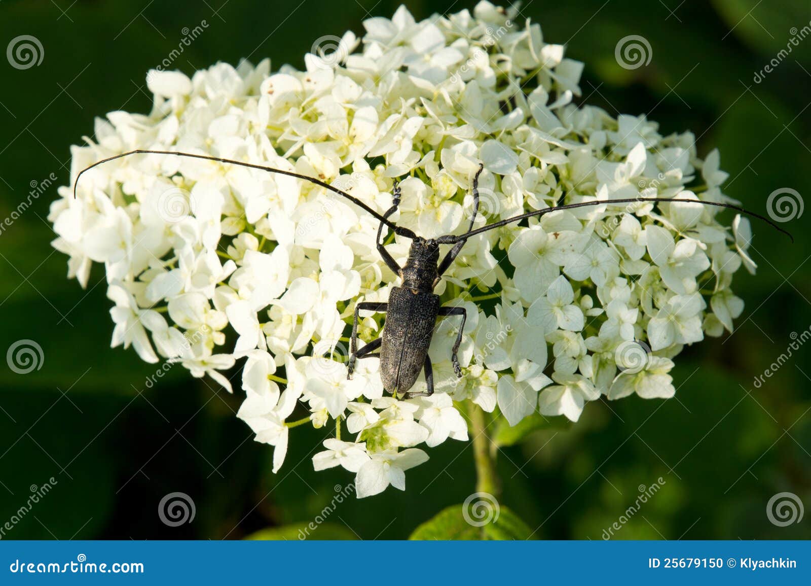 A Beetle with a Big Mustache Stock Photo - Image of white, flower: 25679150