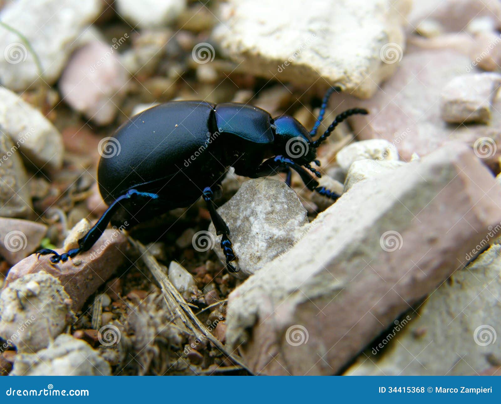 Beetle stock photo. Image of brown, entomology, dung - 34415368