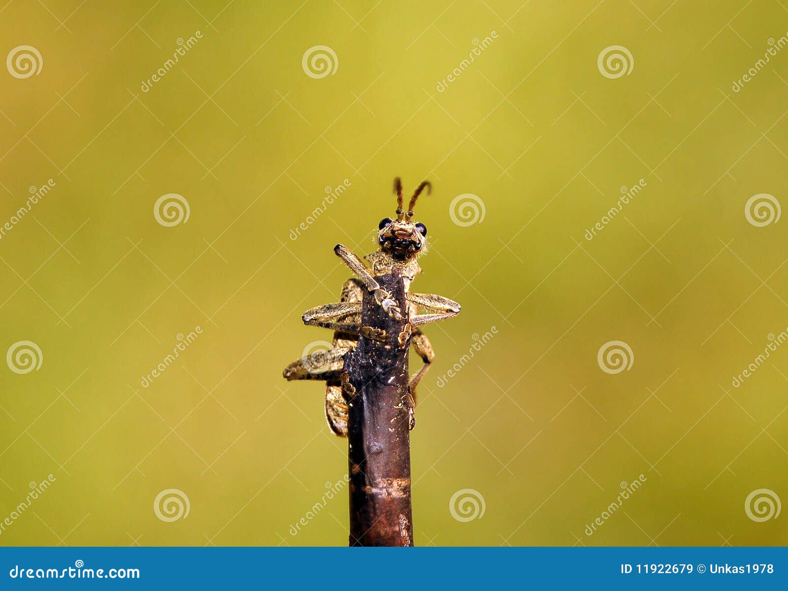Beetle on the branch stock image. Image of forest, rogue - 11922679